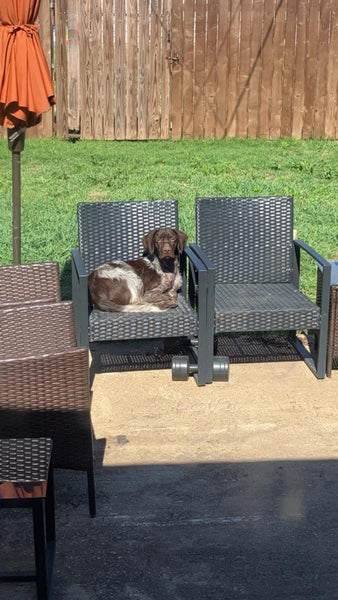 Texas GSP Rescue, 501C