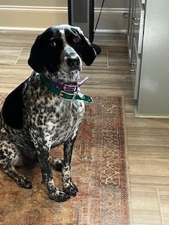 Texas GSP Rescue, 501C