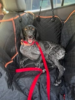 Texas GSP Rescue, 501C