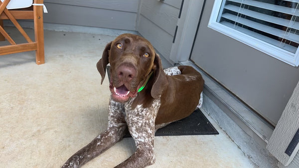 Texas GSP Rescue, 501C