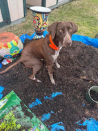 AVAILABLE DOGS – Texas GSP Rescue, 501C