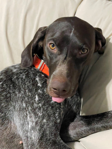 Texas GSP Rescue, 501C