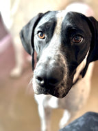 AVAILABLE DOGS – Texas GSP Rescue, 501C