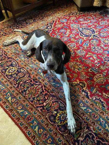 Texas GSP Rescue, 501C