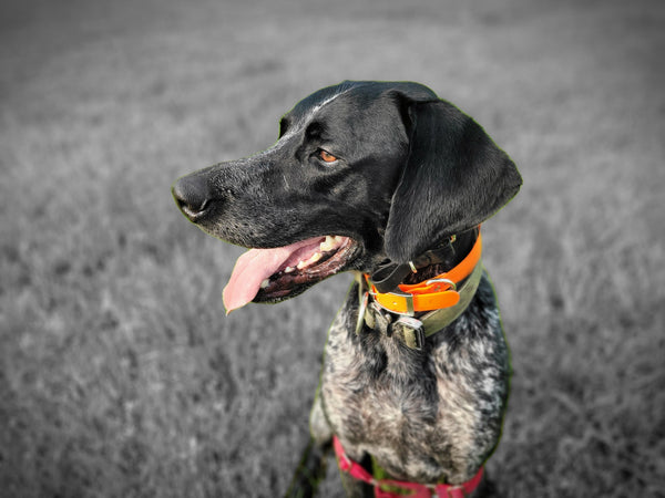 Texas GSP Rescue, 501C