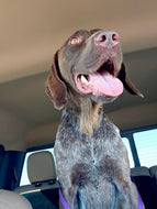 AVAILABLE DOGS – Texas GSP Rescue, 501C