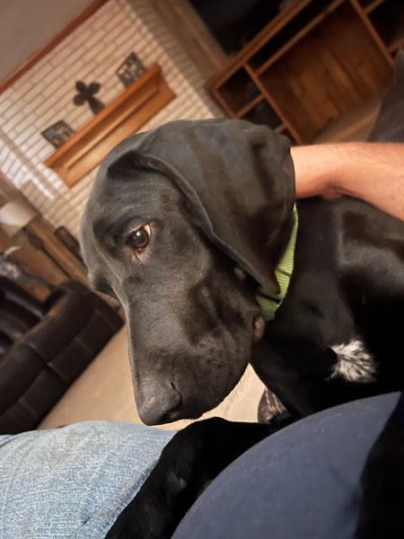 Texas GSP Rescue, 501C