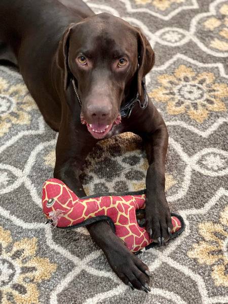 Texas GSP Rescue, 501C