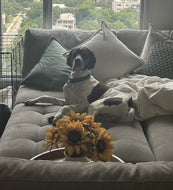 AVAILABLE DOGS – Texas GSP Rescue, 501C